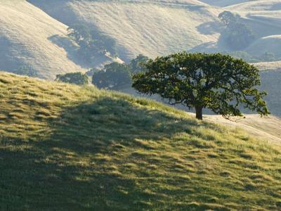 'Mt. Diablo State Park, California, Usa' Photographic Print - Paul ...