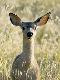 Mule Deer, Odocoileus Hemionus, Ucsc Campus Natural Reserve, Santa Cruz ...