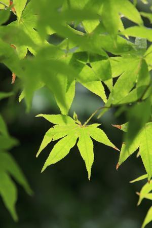 Bright Green Japanese Maple Trees in their Spring Foliage at the Ryouan ...