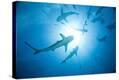 Scuba Diver and Caribbean Reef Sharks at Stuart Cove's Dive Site ...