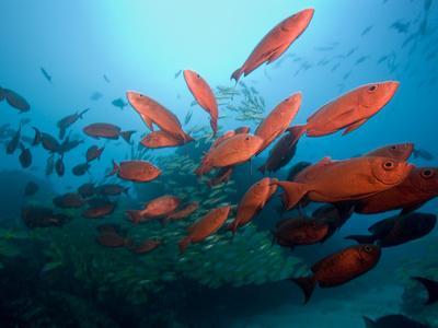 'Shoals of Common Bigeye and Tropical Fish, Manta Reef, Jangamo Beach ...