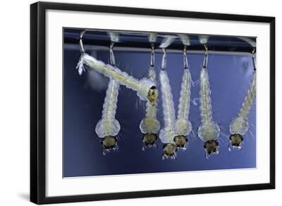 Culex Pipiens (Common House Mosquito) - Larvae Framed Photographic ...