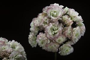 Geraniums Art for Sale: Prints, Paintings, Posters & Framed Wall ...