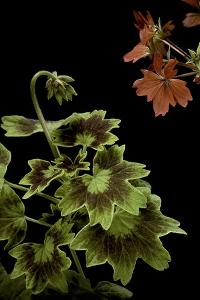 Geraniums Art for Sale: Prints, Paintings, Posters & Framed Wall ...