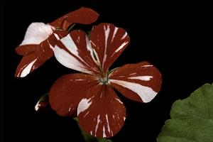Geraniums Art for Sale: Prints, Paintings, Posters & Framed Wall ...