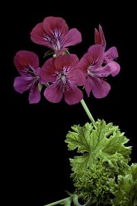 Geraniums Art for Sale: Prints, Paintings, Posters & Framed Wall ...