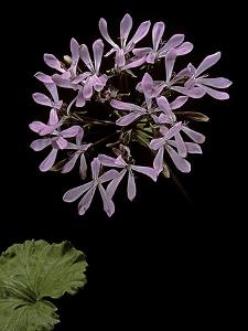 Geraniums Art for Sale: Prints, Paintings, Posters & Framed Wall ...