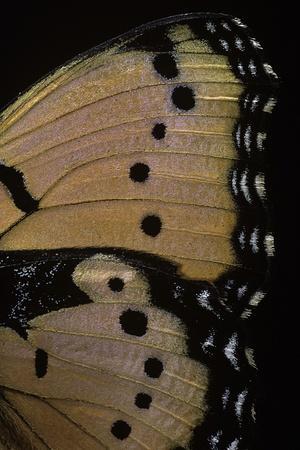'Precis Octavia (Gaudy Commodore) - Wings Detail of Summer Form ...