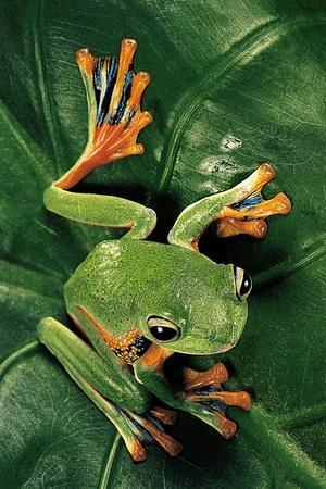 'Rhacophorus Reinwardtii (Green Flying Frog)' Photographic Print - Paul ...