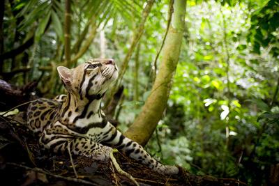 'Ocelot looking up, Costa Rica, Central America' Photographic Print ...