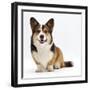 'Pembrokeshire Welsh Corgi Undocked Dog, 9 Months Old, Sitting ...