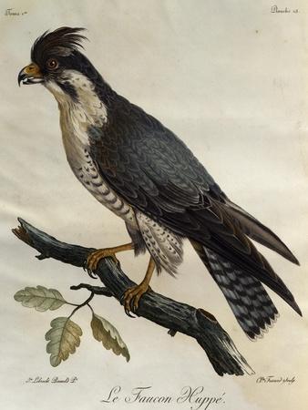 'Peregrine Falcon (Falco Peregrinus)' Giclee Print | Art.com