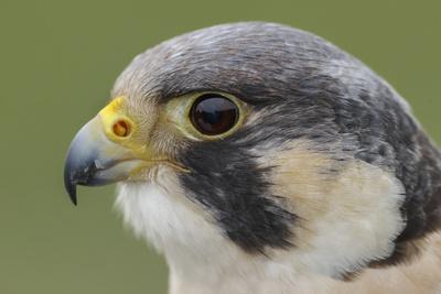 'Peregrine falcon, Florida' Photographic Print - Adam Jones | Art.com