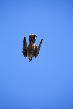 'Peregrine Falcon Swooping' Photographic Print | Art.com