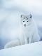 'Arctic Fox Male Portrait, Norway' Photographic Print - Pete Cairns ...