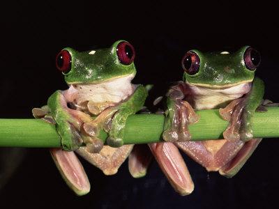 'Maroon Eyed Leaf Frogs, Esmeraldas, Ecuador' Photographic Print - Pete ...