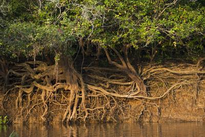 'Tree Roots on Riverbank, Northern Pantanal, Mato Grosso, Brazil ...