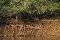 'Tree Roots on Riverbank, Northern Pantanal, Mato Grosso, Brazil ...
