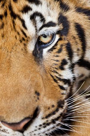 'Portrait, Indochinese Tiger or Corbett's Tiger, Thailand' Photographic ...