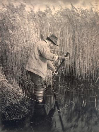 'A Reed Cutter at Work, Life and Landscape on the Norfolk Broads, C ...