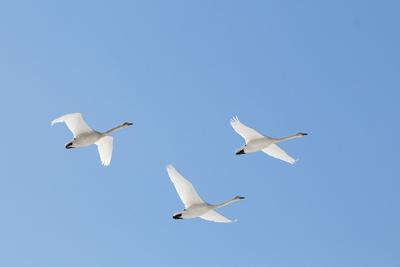 'Flying South' Giclee Print - Peter Lilja | Art.com