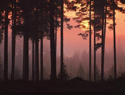 Forest Twilight Photographic Print - Peter Lilja | Art.com
