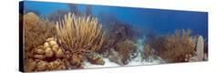 'Coral Reef' Photographic Print - Peter Scoones | Art.com