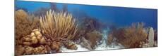 'Coral Reef' Photographic Print - Peter Scoones | Art.com