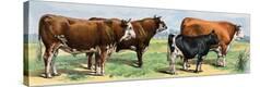 'Pets, Cows, Breed of Breeding. Lithograph of 19Th Century Illustration ...