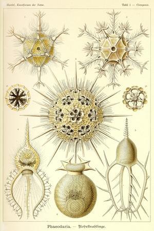 'Phaeodaria Radiolaria' Giclee Print | Art.com