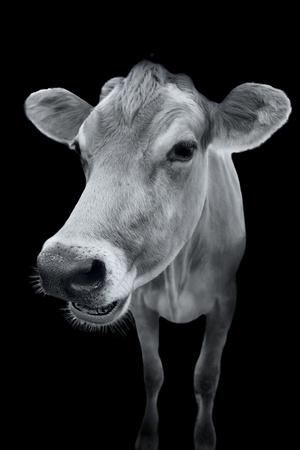 'Daisy' Giclee Print - Philip Bill | Art.com