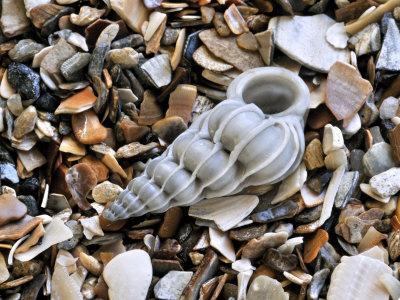 'Common Wentletrap Shell on Beach, Belgium' Photographic Print ...