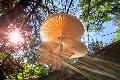 'Refracted sun rays shining through foliage on Porcelain fungus ...