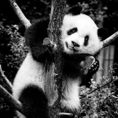 Black And White Photography Of Baby Animals