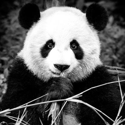 Black And White Baby Animal Photography Safari Animal Prints Boys