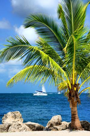 'Paradise Palm Tree with a Sailboat on the Ocean - Florida ...