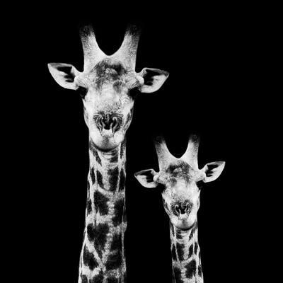 Black And White Pictures Of Giraffes