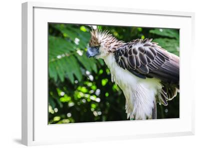 'Philippine Eagle, Davao, Mindanao, Philippines' Photographic Print ...