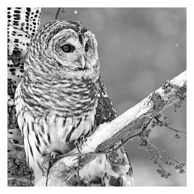 Owl Black And White Photography