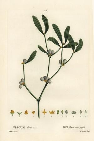 Mistletoe, Visum Album. Handcoloured Stipple Engraving by Miss Brenet ...