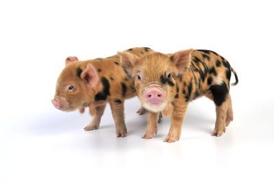 'Pig 1 Week Old Kune Kune Piglets' Photographic Print | Art.com