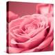 'Pink Rose' Photographic Print | Art.com