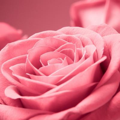 'Pink Rose' Photographic Print | Art.com