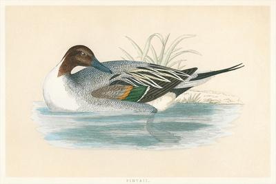 Pintail Duck Art Print | Art.com
