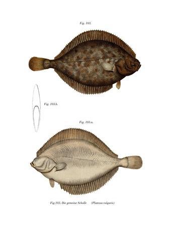 Winter Flounder Drawing