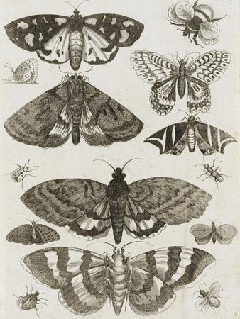 'Planche d'insectes' Giclee Print | Art.com