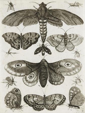 'Planche d'insectes' Giclee Print | Art.com