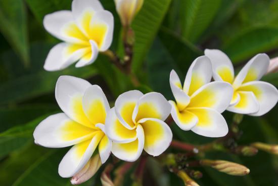 Plumeria Flowers, Island of Kauai, Hawaii Photographic Print by Russ ...