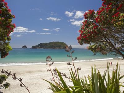 'Pohutukawa Tree in Bloom and Hahei, Coromandel Peninsula, North Island ...
