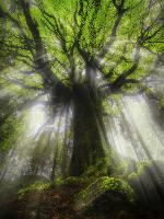 'Ponthus Beech Tree 2' Photographic Print - Philippe Manguin | Art.com